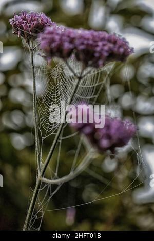Structural Spiders web, natural patterns and structures in the natural ...