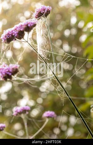 Structural Spiders web in close up, natural patterns and textures in ...