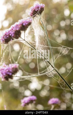 Structural Spiders web, natural patterns and structures in the natural ...