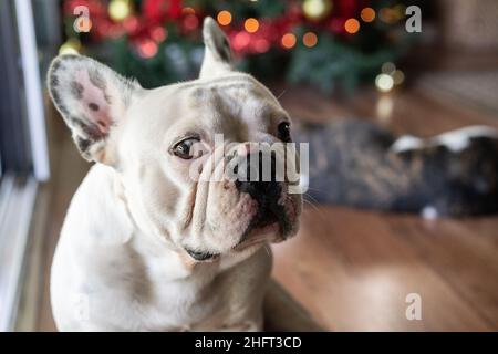 French Bulldog Dog Standing and staring at camera Stock Photo - Alamy