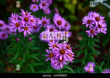 Aster novae-angliae,pink purple flower,flowers,asters,perennials ...