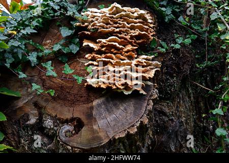 fungus growing on cross section of a felled tree Stock Photo - Alamy