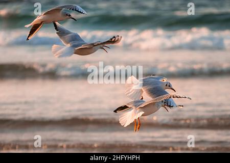Amazing birds of Israel, birds of the Holy Land Stock Photo - Alamy