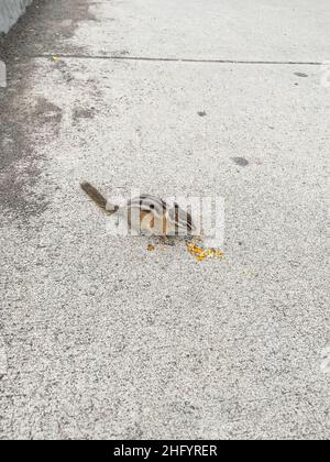 Chipmunk in the Olympic Peninsula Stock Photo - Alamy