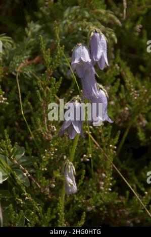 Alpine Harebell (Campanula alpina) on Alp Palfries, Switzerland Stock ...