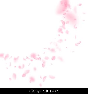 Sakura petals falling down. Romantic pink flowers corner. Flying petals ...