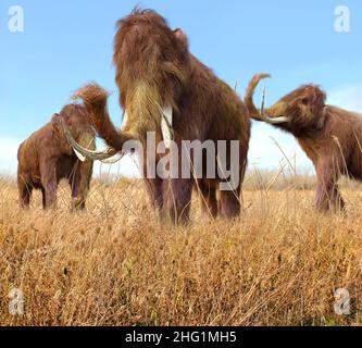 An illustration of a group of Woolly Mammoths feeding on wild grass in ...
