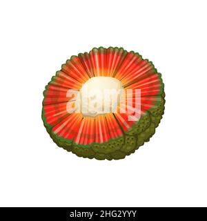 Hala fruit Pandanus tectorius isolated on a white background Stock ...