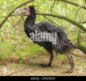 An illustration of Gastornis, an extinct genus of large flightless ...