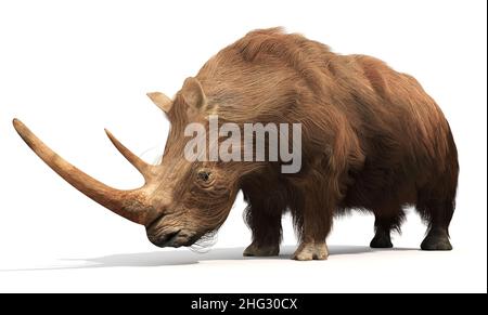 Woolly rhinoceros fossil, illustration. This extinct prehistoric mammal ...