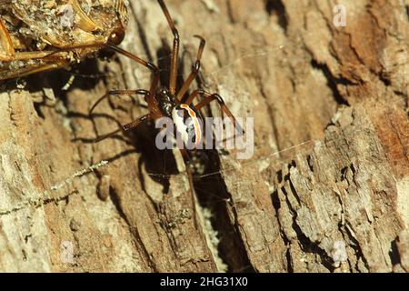 Poisonous New Zealand katipo spider (Latrodectus katipo Stock Photo - Alamy
