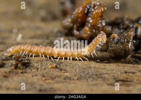 Millipede, Polydesmus sp Stock Photo - Alamy