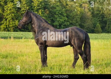 Beautiful friesian stallion standing on pasture in autumn Stock Photo ...