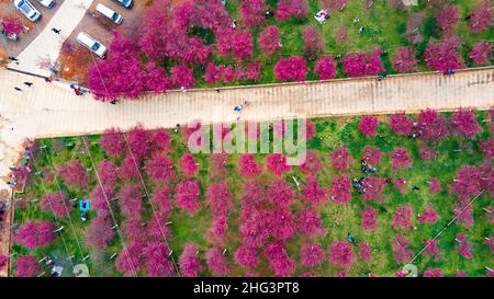 Cherry Blossom in Kunming, Yunnan, China Stock Photo - Alamy