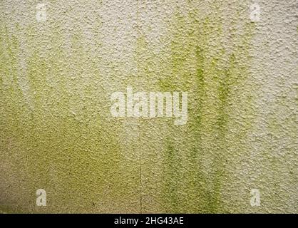Moss on a house wall due to wetness Stock Photo - Alamy