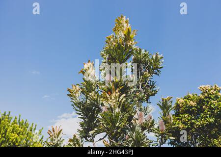 native Australian Banksia treeoutdoor in beautiful tropical location ...