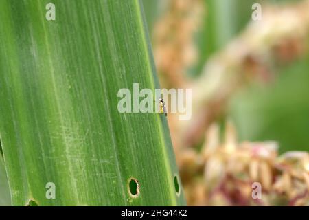 Chlorops pumilionis is a species of pest fly from the family ...