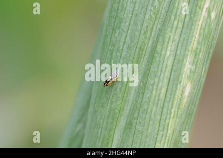 Chlorops pumilionis is a species of pest fly from the family ...