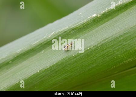 Chlorops pumilionis is a species of pest fly from the family ...