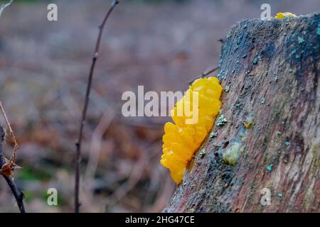 Orange Jelly Fungus (Tremella mesenterica), growing on dead Gorse ...