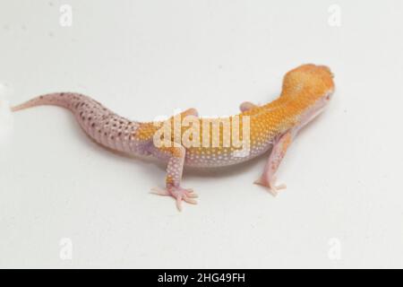 High yellow Leopard gecko, Eublepharis macularius, in front of white ...