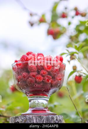Branches of ripe red juicy raspberry in raspberry self-picking ...