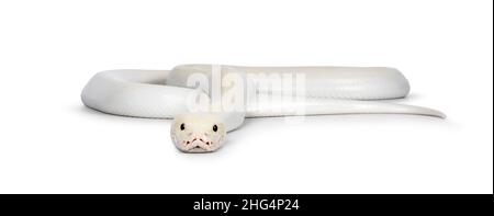 Top view full length Burmese Python aka Python bivittatus snake ...