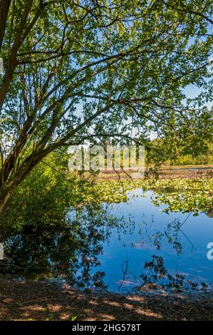 Panther Lake in Kent, Washington Stock Photo - Alamy