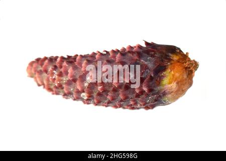 young pine cone on white background Stock Photo - Alamy