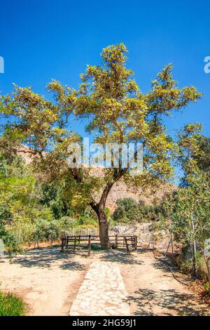 The plane tree of Gortys on Crete. Greece Stock Photo - Alamy