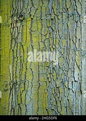 Mustard powder lichen, Chrysothrix candelaris growing on oak bark Stock ...