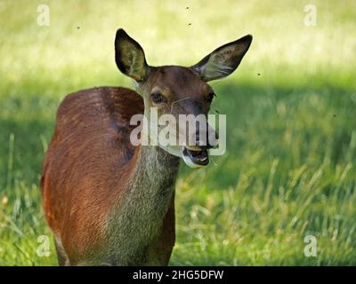 While a red deer (Cervus elaphus) grazes the fresh leaves of a pasture ...
