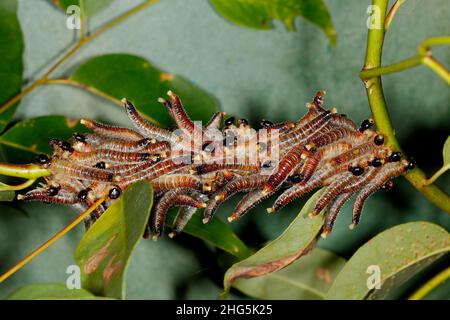 Sawfly Larvae, probably Perga affinis or Perga dorsalis. Also known as ...