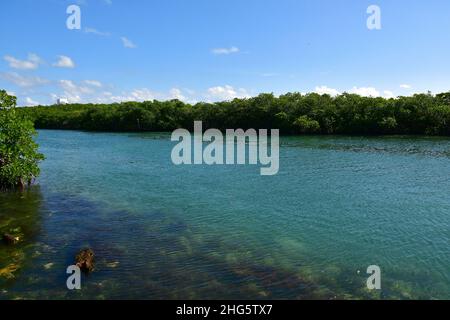 mangrove trees, lagoon, Cancún, state of Quintana Roo, Yucatán ...