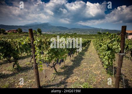 Wine grapes near Mt Etna, Sicily Stock Photo - Alamy
