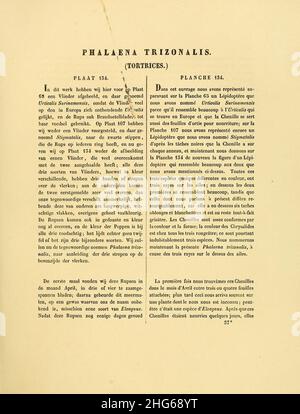 Sepp Surinaamsche vlinders pl 134 plate descr. as Phalaena trizonalis ...