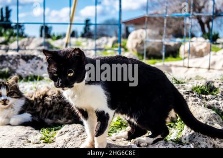 Paphos, Cyprus - January 15, 2022 Abandoned cats residing in an animal ...