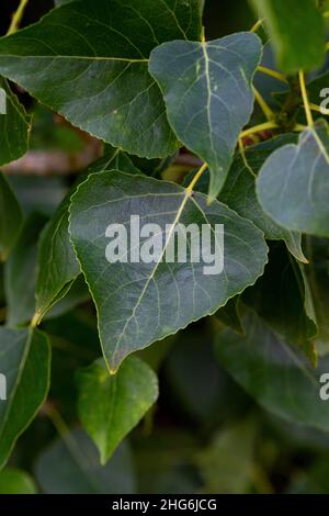 Populus nigra subsp. betulifolia leaf Stock Photo - Alamy