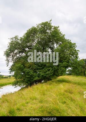 Wych Elm (Ulmus glabra) ancient, 800 year old specimen at the entrance ...