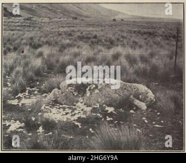 Sheep killed by kea Stock Photo - Alamy