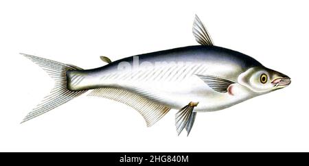 Silonia childreni Sykes Stock Photo - Alamy