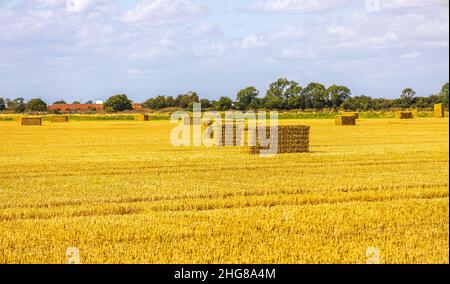 A large hay bail that has been harvested in a farmer's field, in the ...