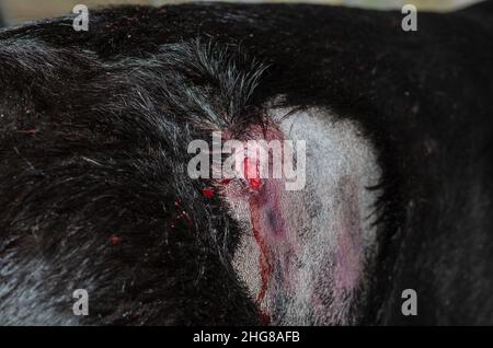 The back of a black dog with hair clipped around a bleeding wound ...