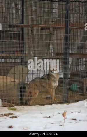 Wild coyote running around his animal enclosure Stock Photo - Alamy