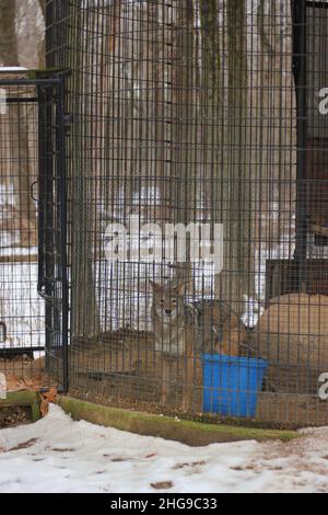 Wild coyote running around his animal enclosure Stock Photo - Alamy