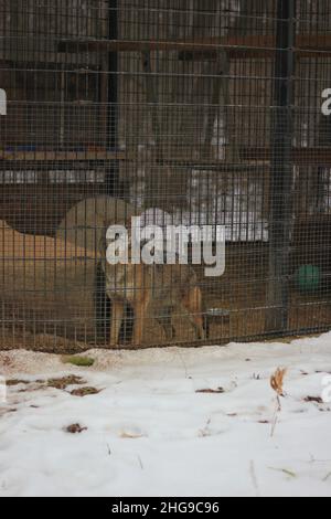 Wild coyote running around his animal enclosure Stock Photo - Alamy