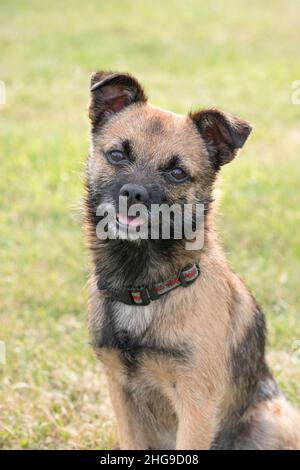 Border X Jack Russell Terrier Norfolk UK Stock Photo - Alamy