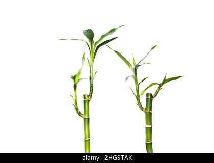 Two lucky bamboos isolated on white background Stock Photo - Alamy
