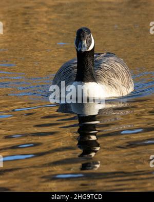The Canada Goose was originally introduced to the UK not long after the ...