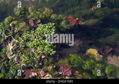 Roy Laughlin Park, hiking trail and fishing spot nature-Rubidoux spring ...